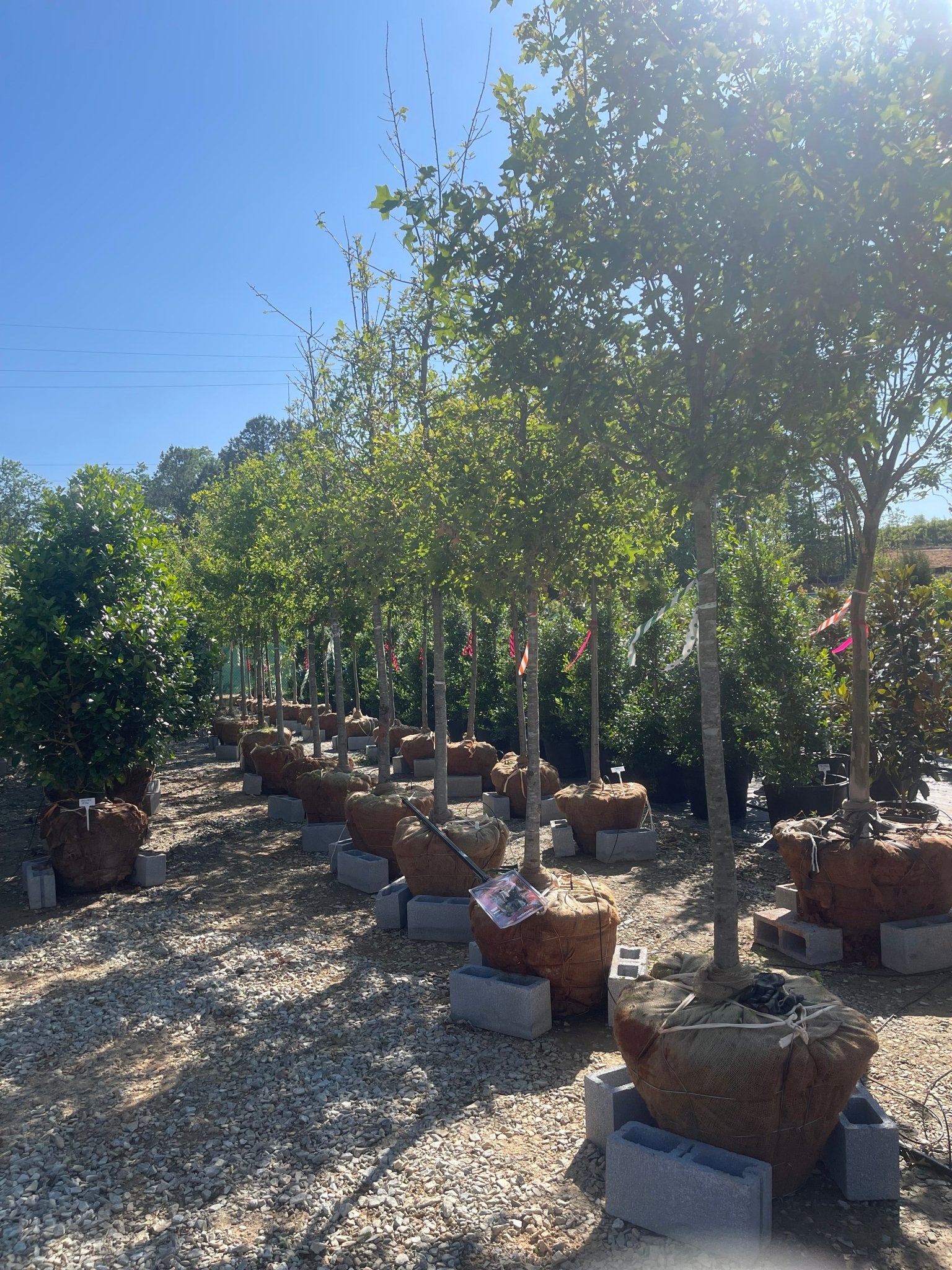 Wholesale Trees for Sale | Quality Trees at Competitive Prices ...