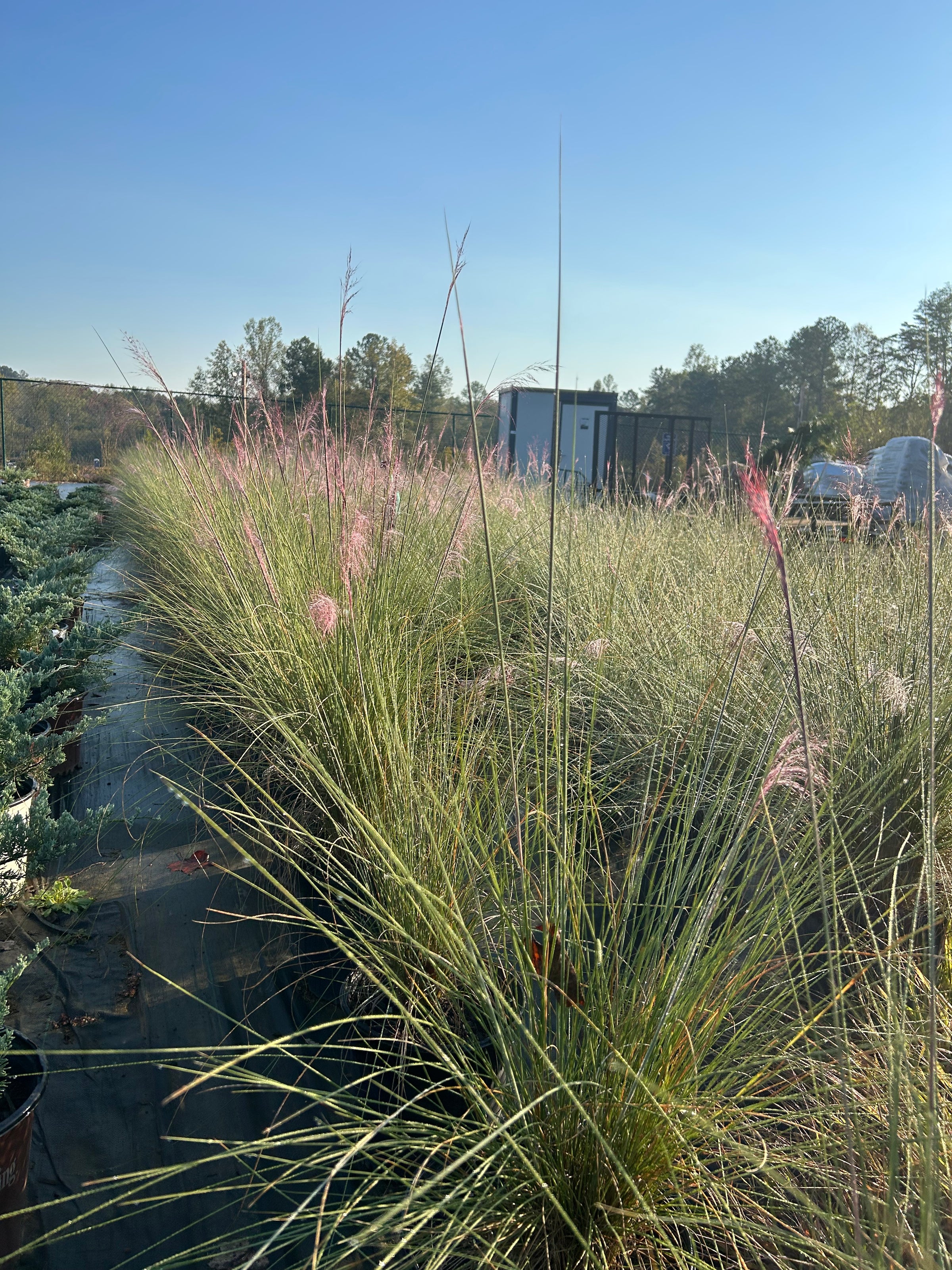 Simpatico Nursery Local Wholesale Landscape Supply – Simpático Nursery